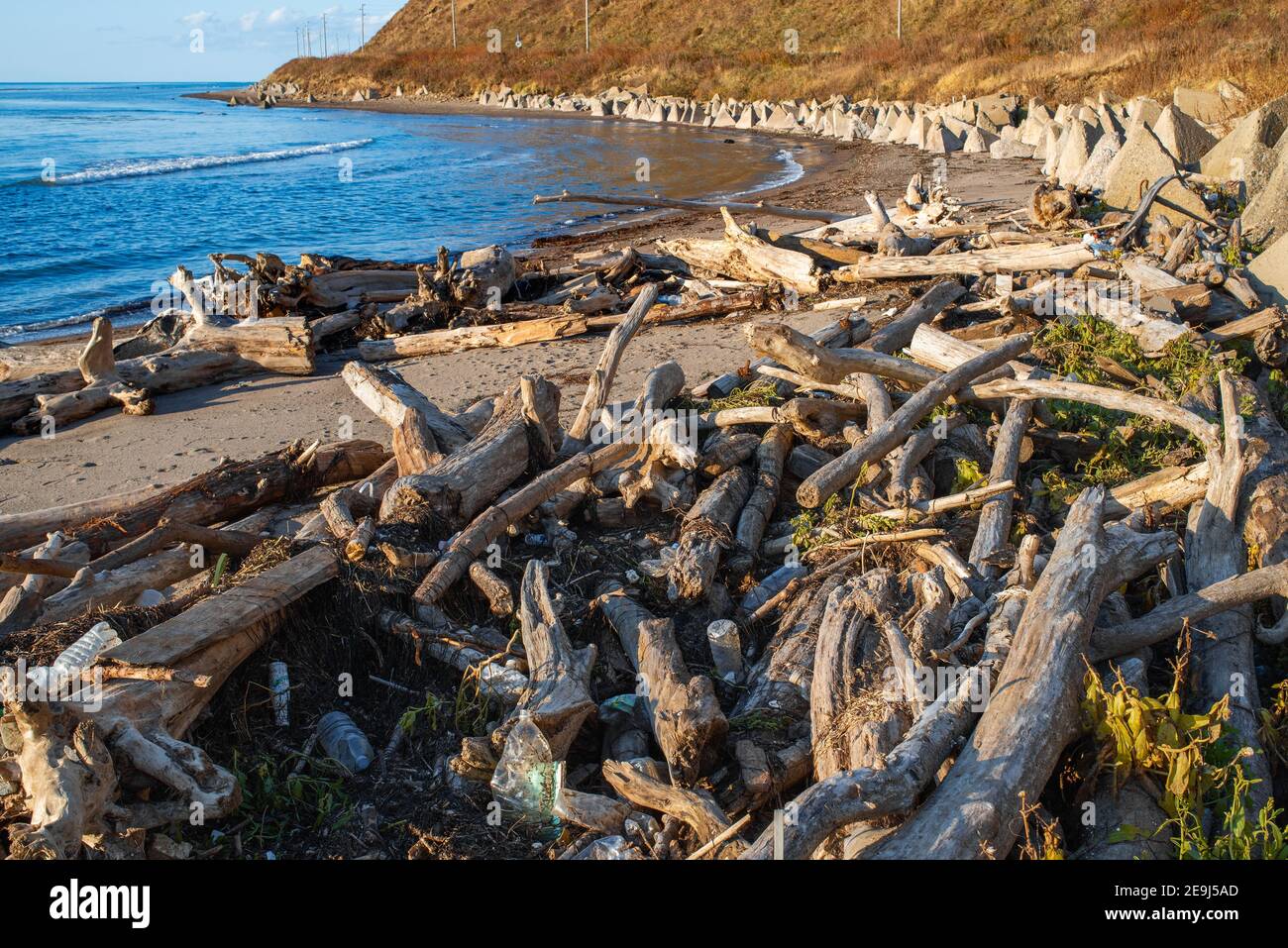 Plastic bottles and wastes trash pollute the beach. Old trees and ...
