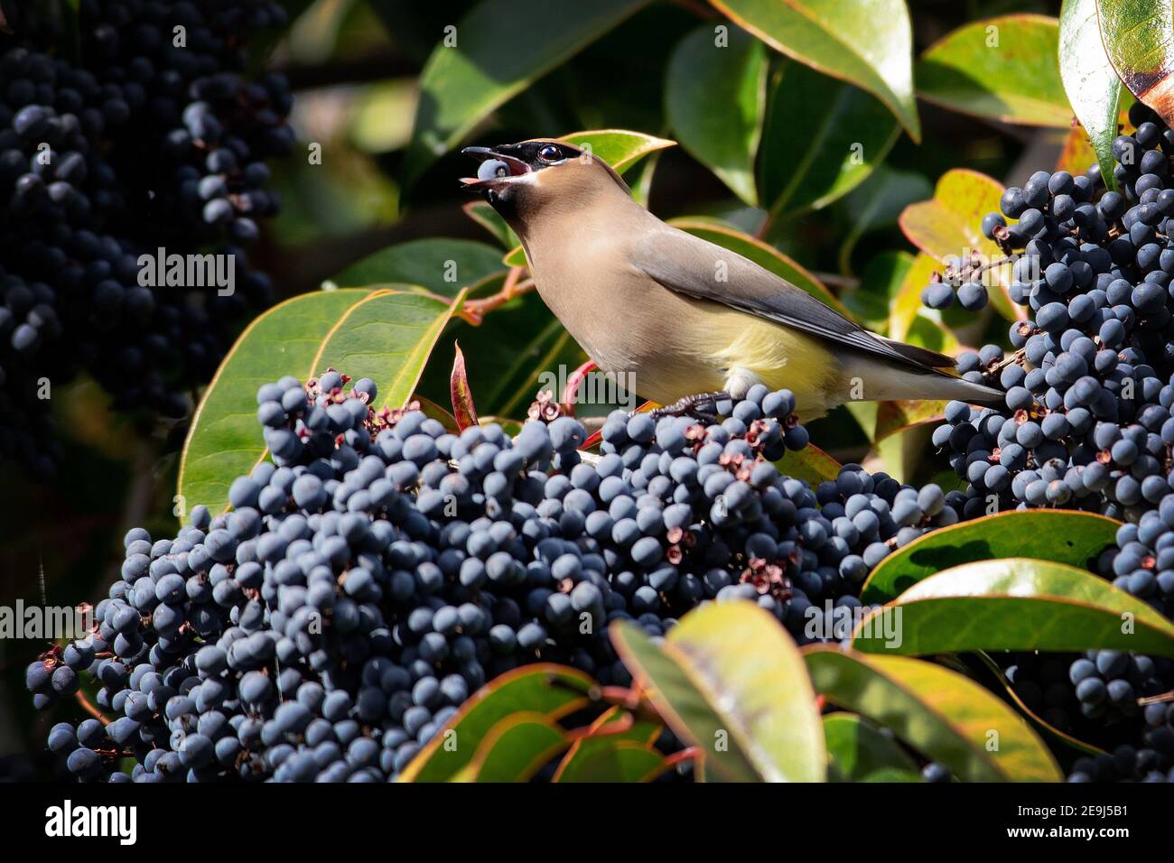 The cedar waxwing (Bombycilla cedrorum) in Palo Alto California Stock ...