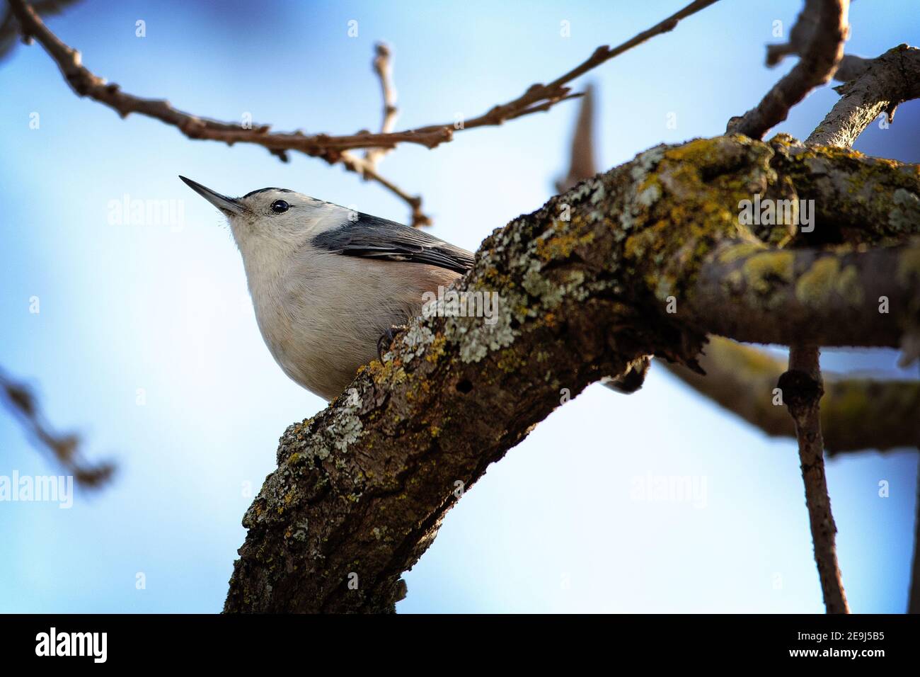 The white-breasted nuthatch (Sitta carolinensis) in Palo Alto ...