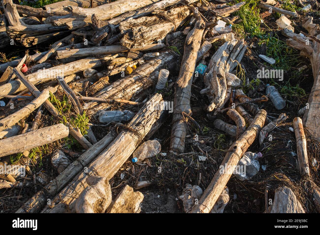 Plastic bottles and wastes trash pollute the beach. Old trees and ...