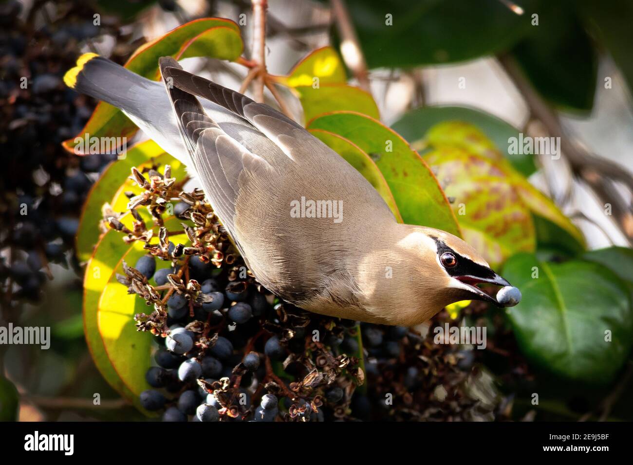 The cedar waxwing (Bombycilla cedrorum) in Palo Alto California Stock ...