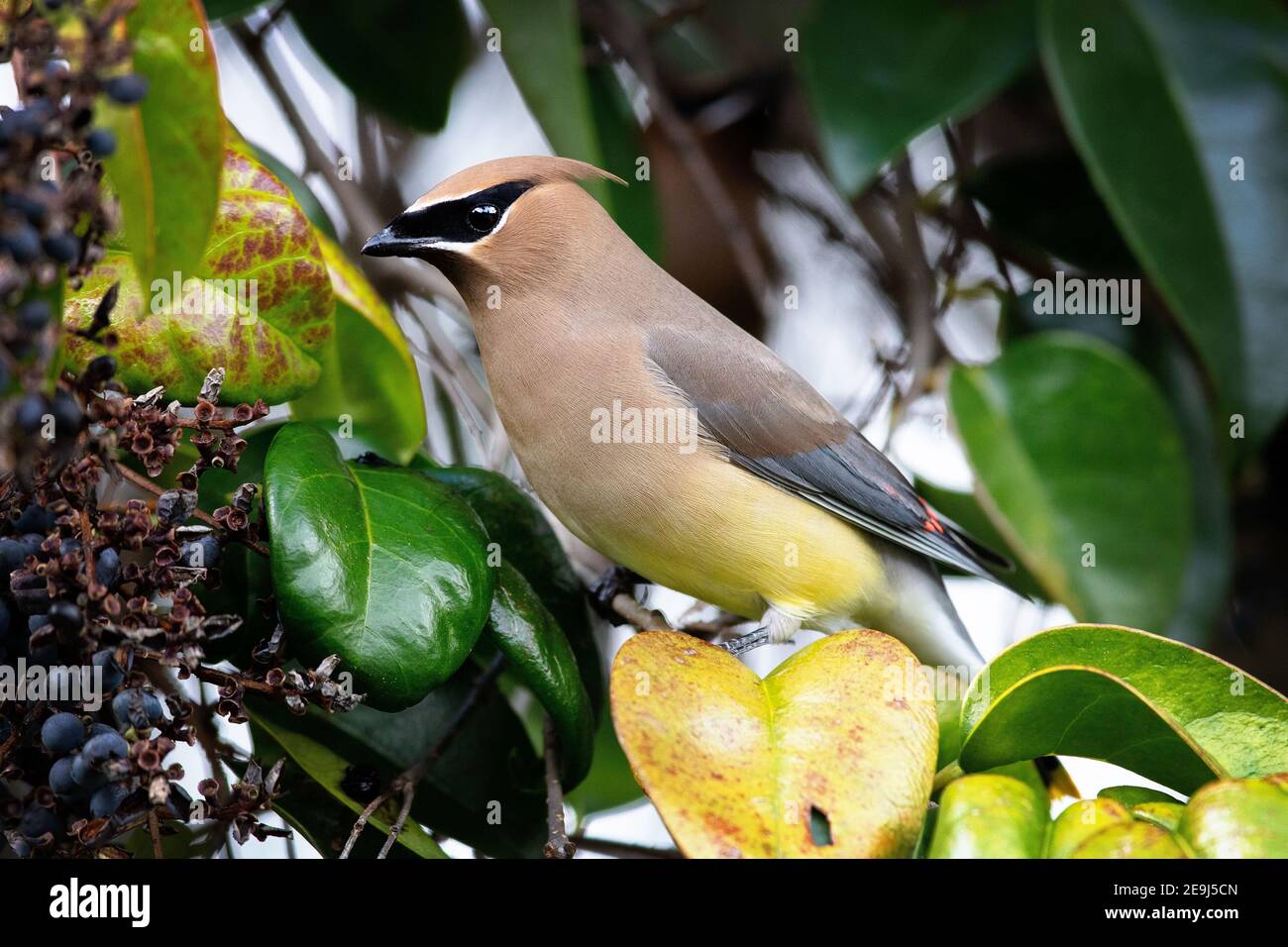 The cedar waxwing (Bombycilla cedrorum) in Palo Alto California Stock ...