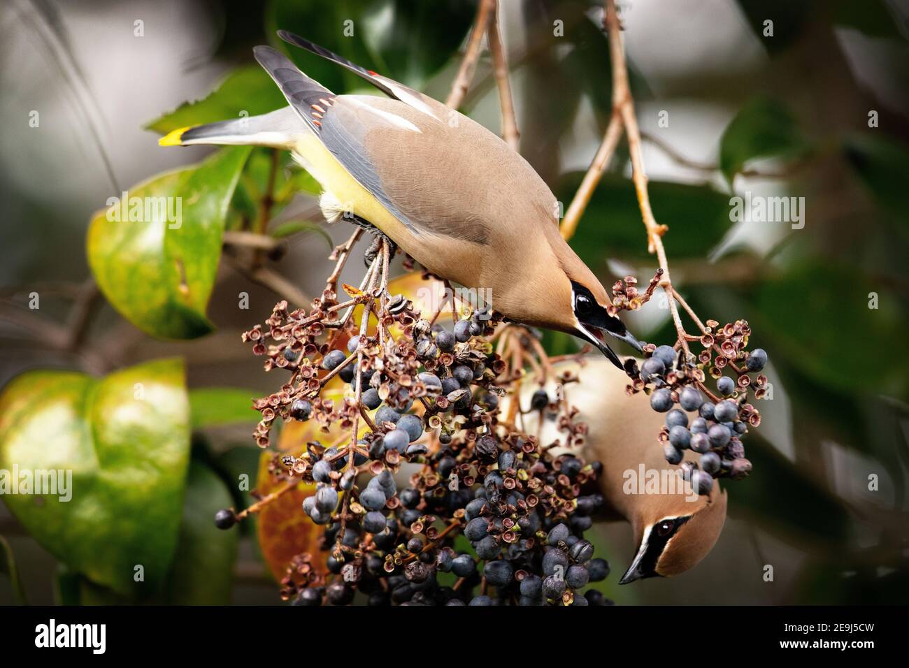 The cedar waxwing (Bombycilla cedrorum) in Palo Alto California Stock ...