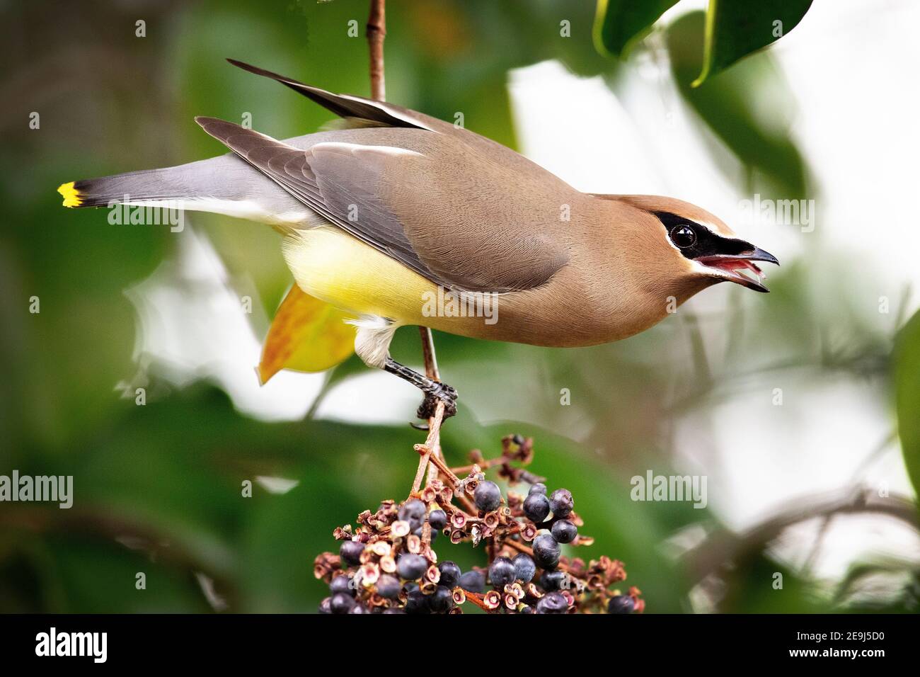 The cedar waxwing (Bombycilla cedrorum) in Palo Alto California Stock ...
