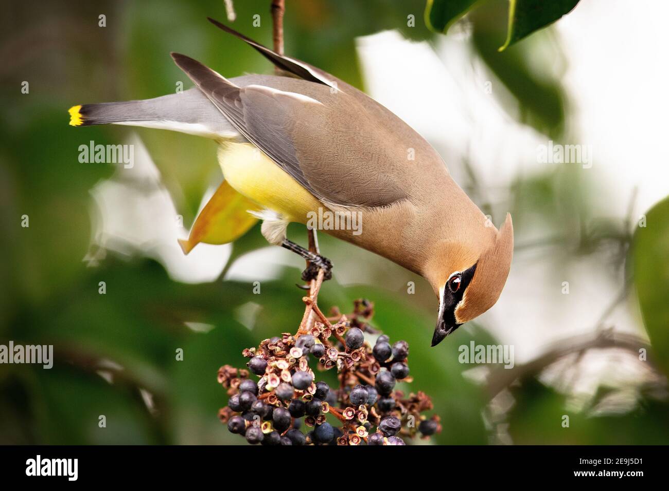 The cedar waxwing (Bombycilla cedrorum) in Palo Alto California Stock ...