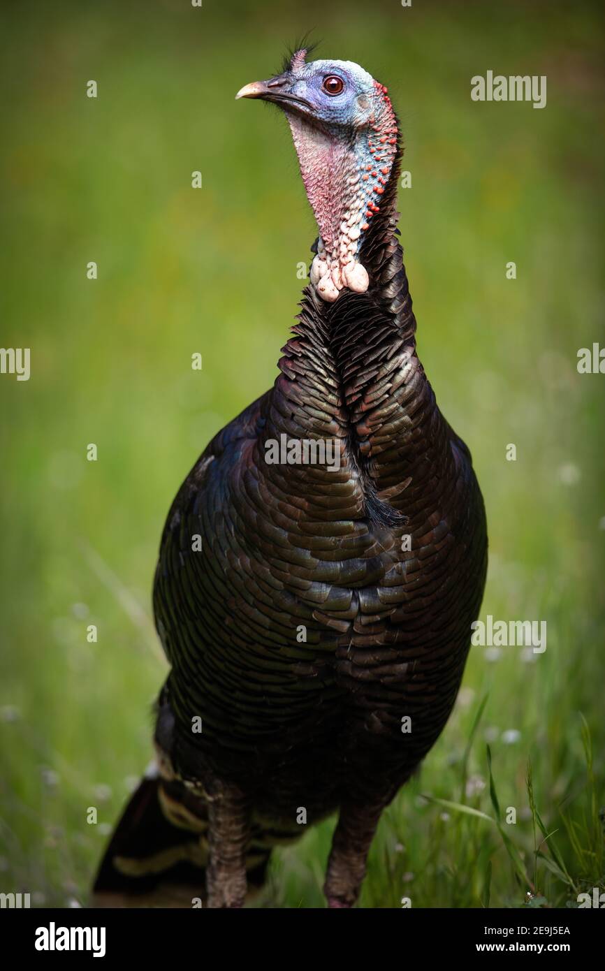 Turkey meleagris flock galliformes hi-res stock photography and images ...