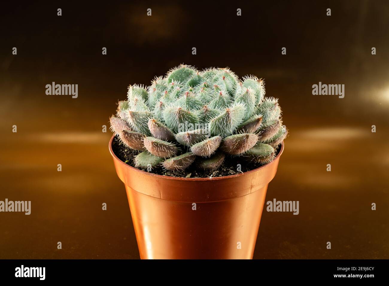 Echeveria setosa hi-res stock photography and images - Alamy