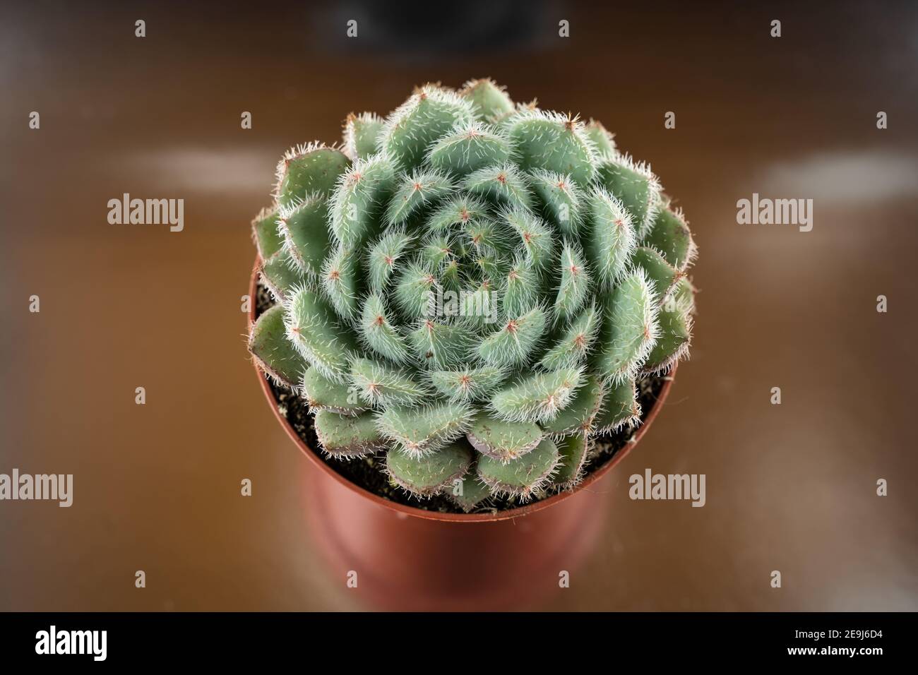 Echeveria setosa in pot with silver background, overhead view Stock ...