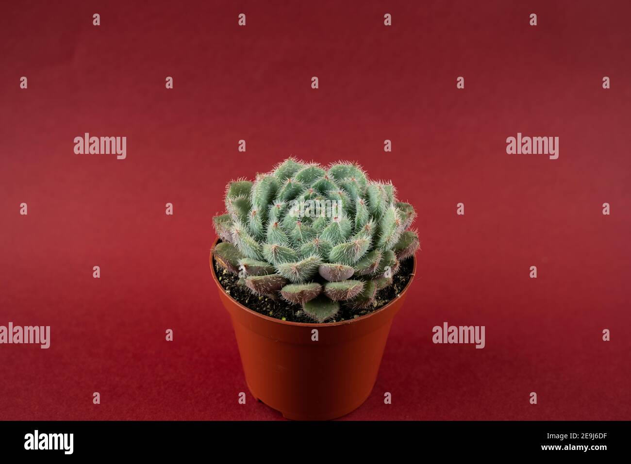 Echeveria setosa hi-res stock photography and images - Alamy