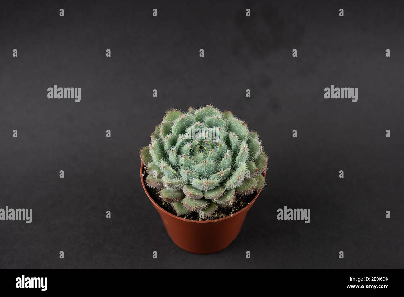 Echeveria setosa in pot with black background, top view Stock Photo - Alamy