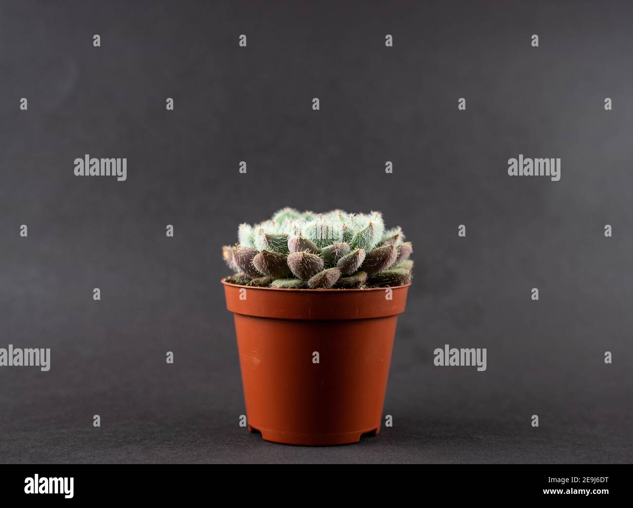 Echeveria setosa hi-res stock photography and images - Alamy