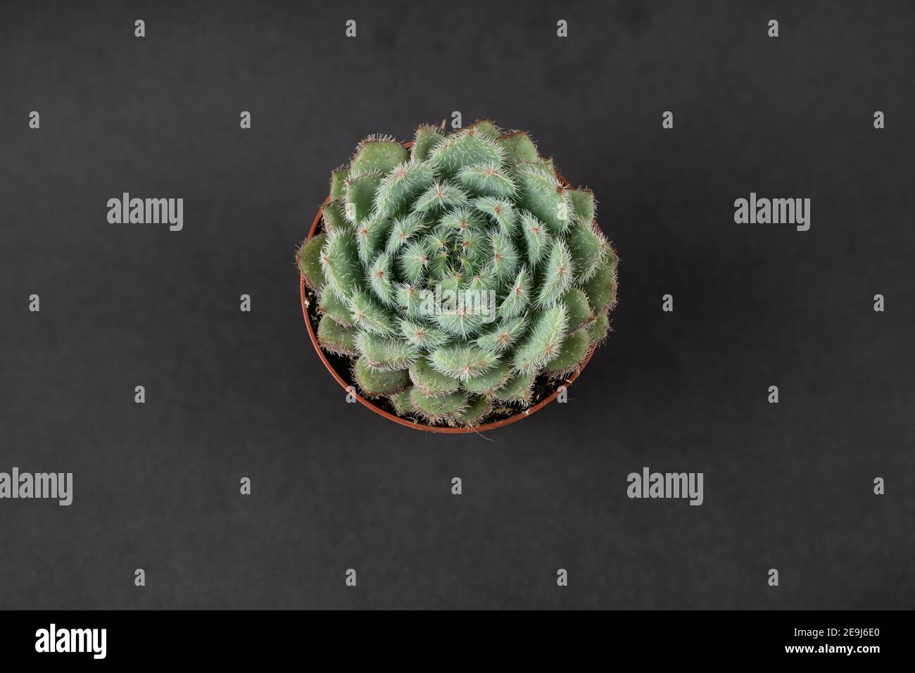 Echeveria setosa in pot with black background, overhead view Stock ...