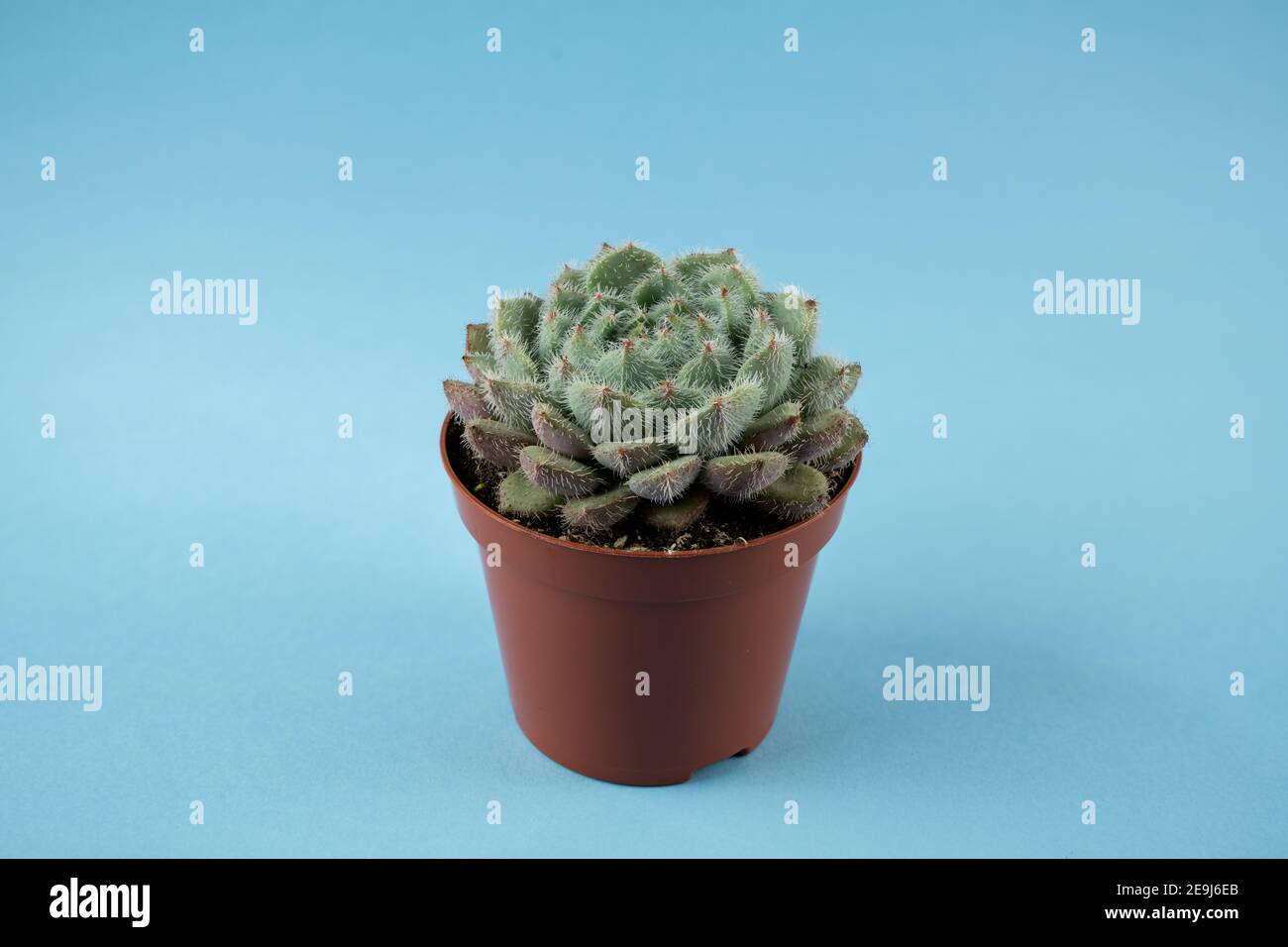 Echeveria setosa hi-res stock photography and images - Alamy