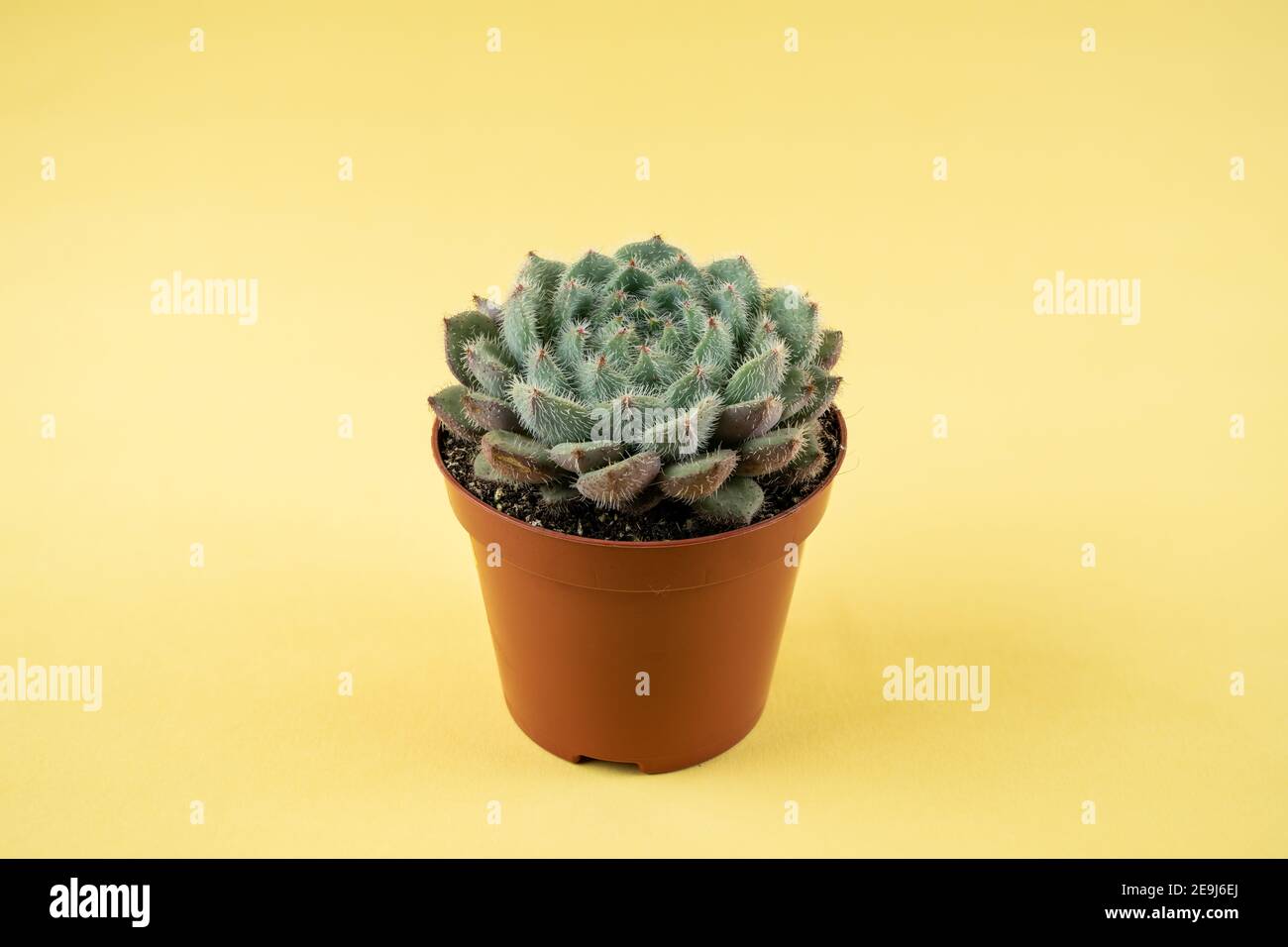 Echeveria setosa hi-res stock photography and images - Alamy