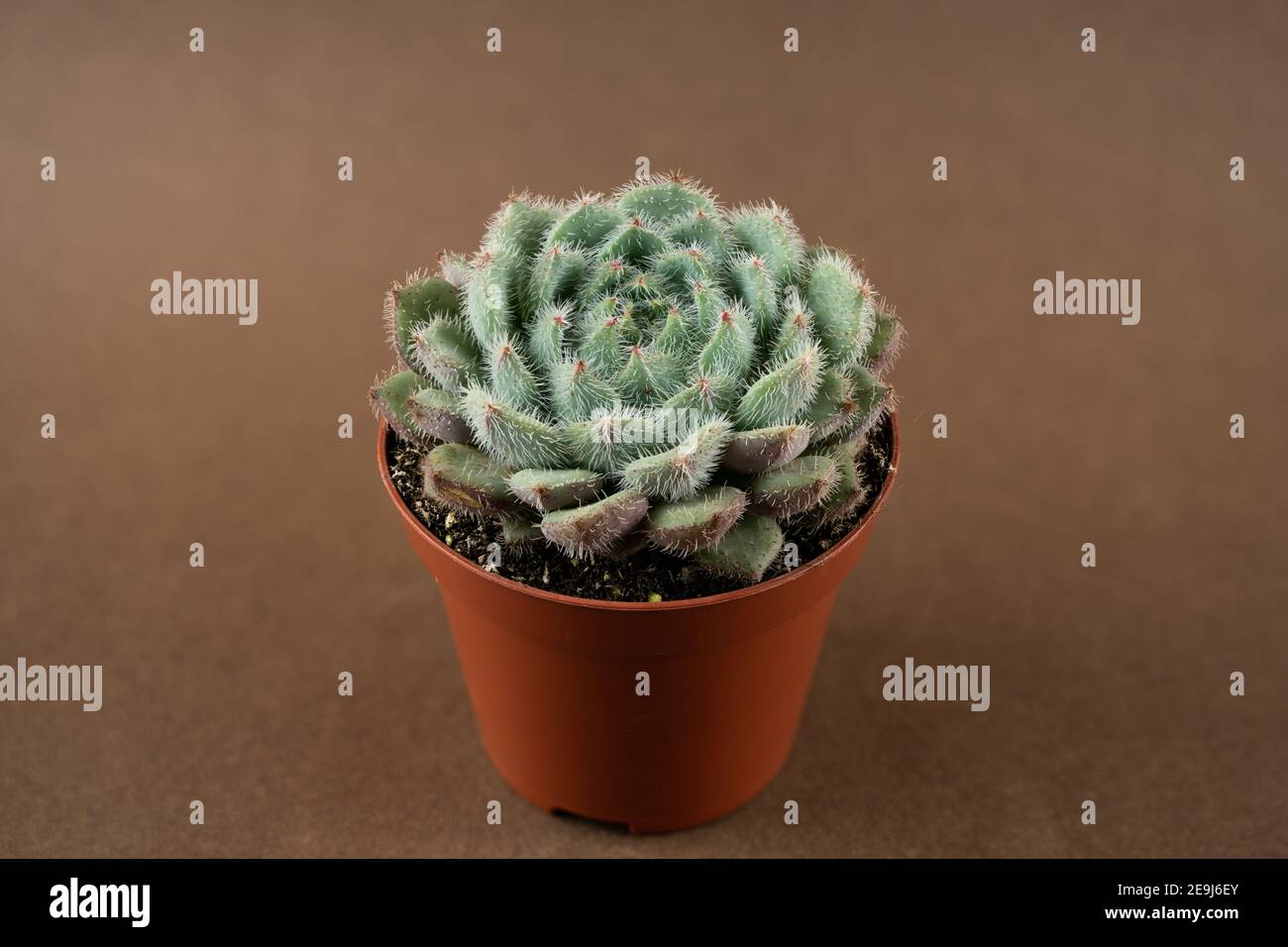 Echeveria setosa hi-res stock photography and images - Alamy