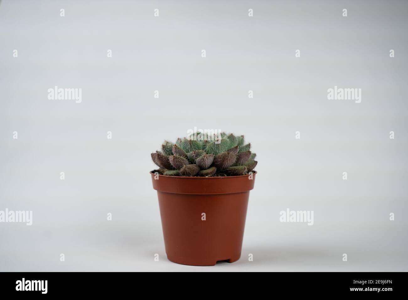 Echeveria setosa hi-res stock photography and images - Alamy