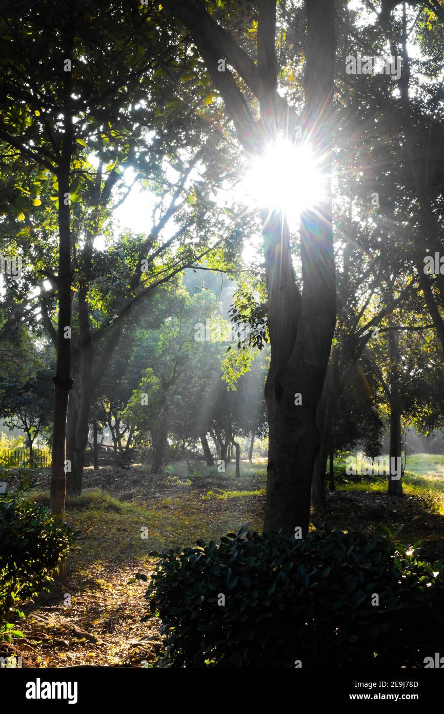 Sun rays passing through the trees in a park with green leaves morning ...
