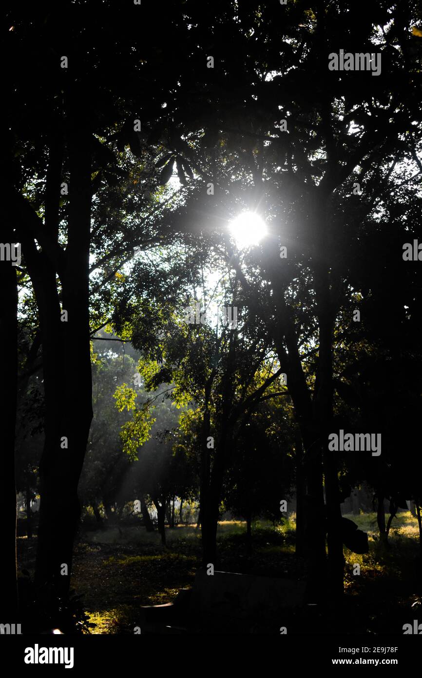 Sun rays passing through the trees in a park with green leaves morning ...