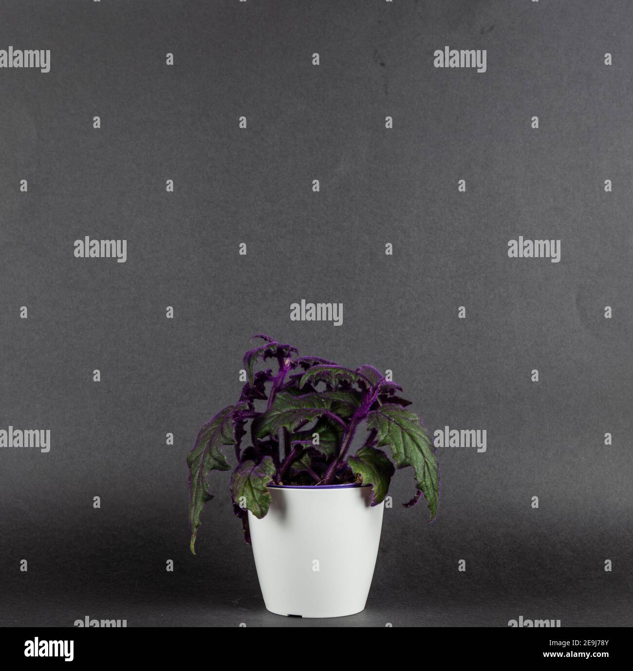 Gynura High Resolution Stock Photography and Images - Alamy