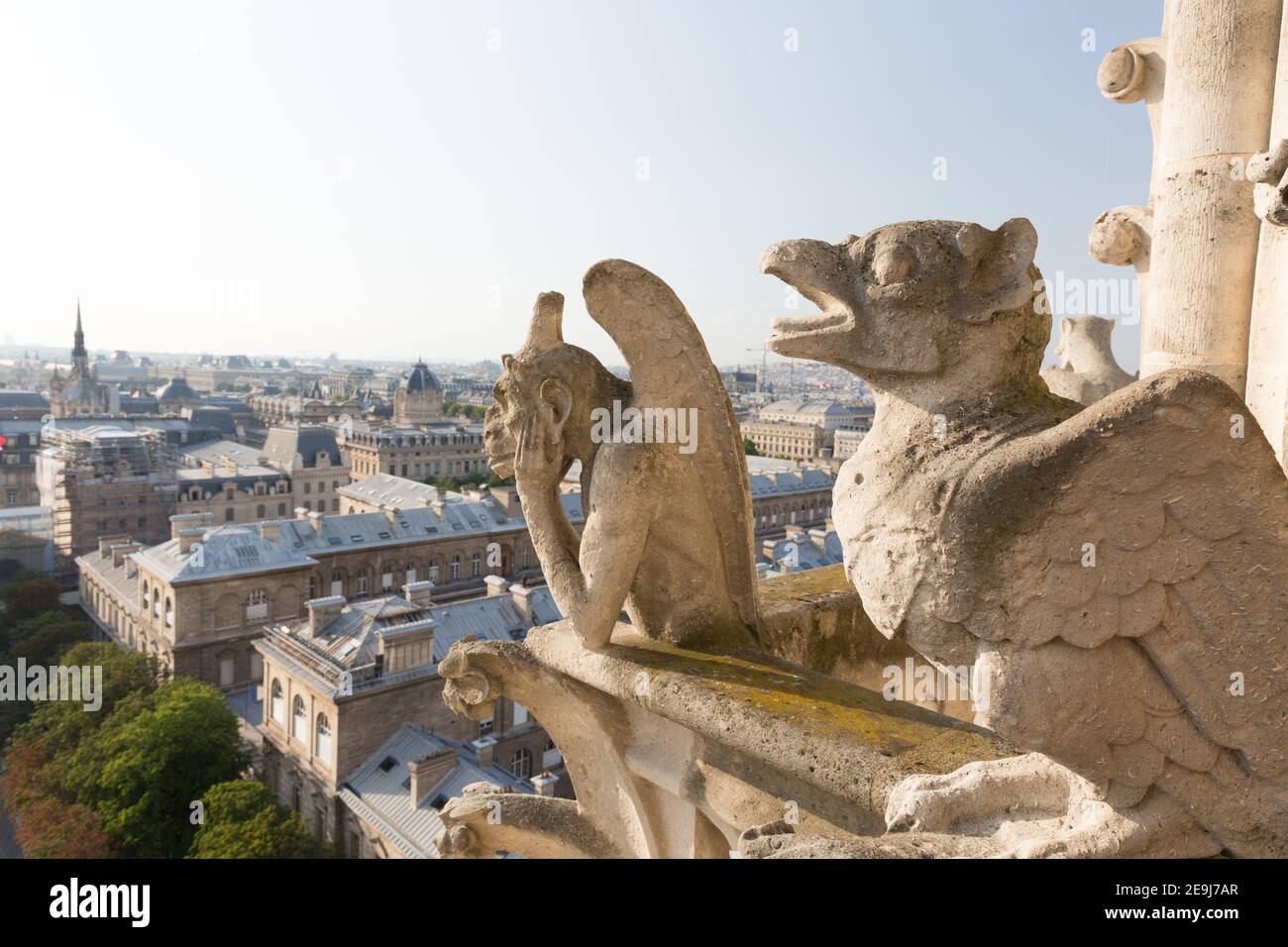 Paris, France Pensive dragon gargoyle on the Notre Dame Cathedral ...