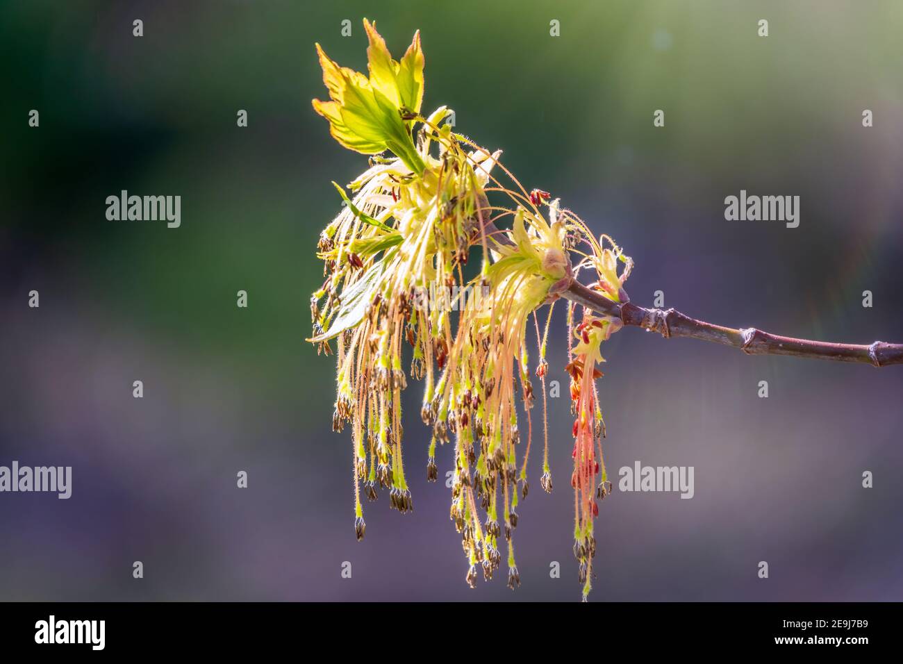 Spring branches of maple tree with fresh green. Spring leaves on ...