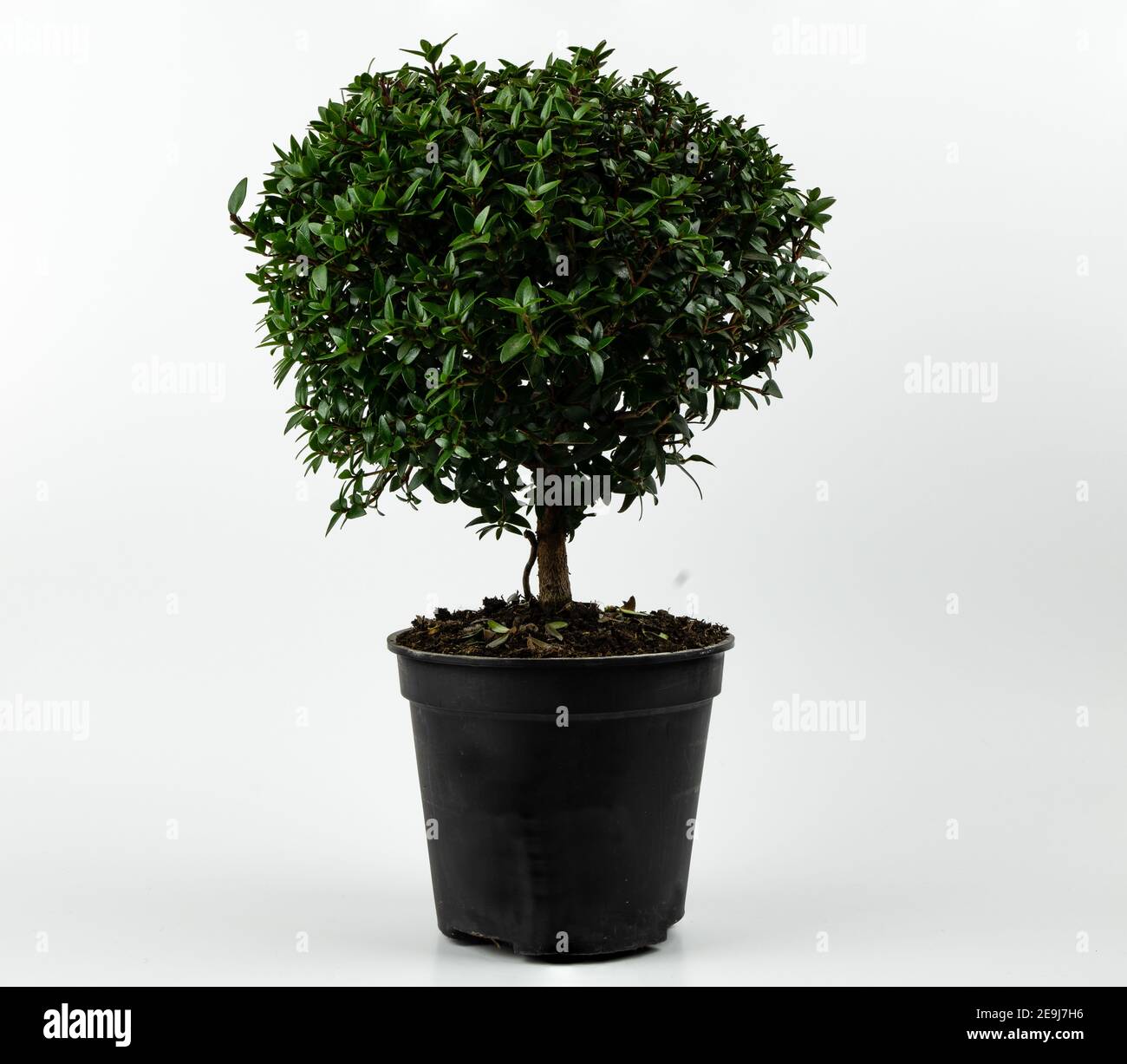 Myrtus communis isolated hi-res stock photography and images - Alamy