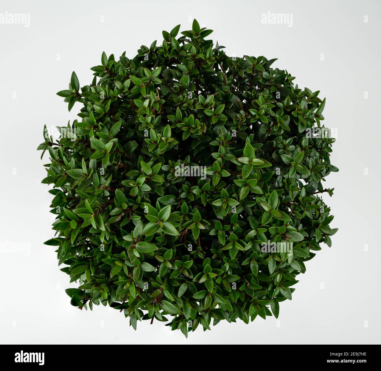Myrtus communis isolated hi-res stock photography and images - Alamy