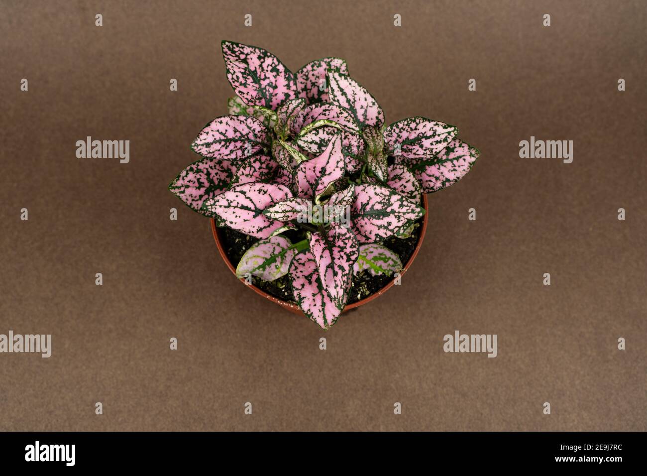 hypoestes phyllostachya pink splash on black background, overhead view ...
