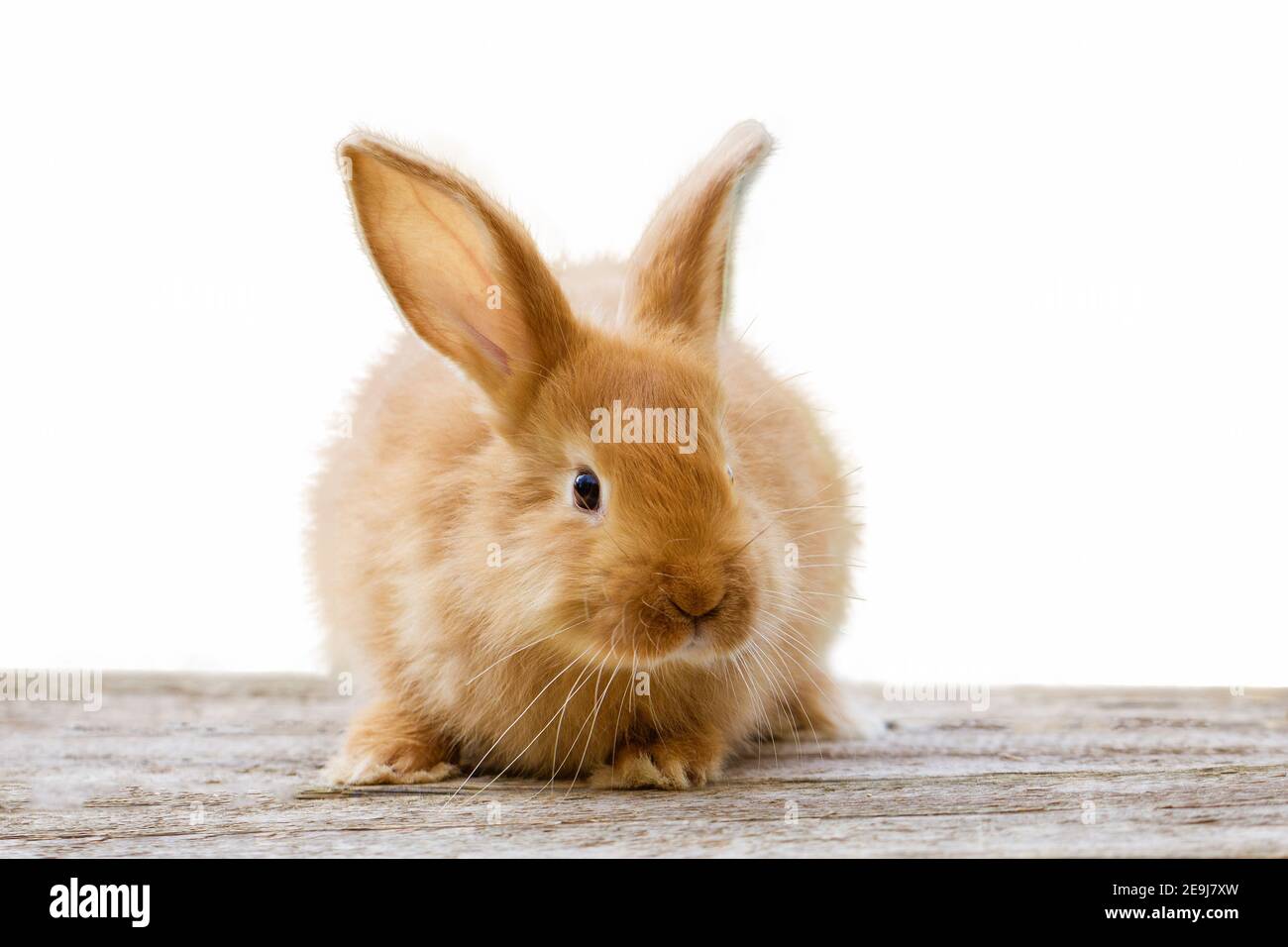 cute fluffy ginger rabbit on white background isolated Stock Photo - Alamy