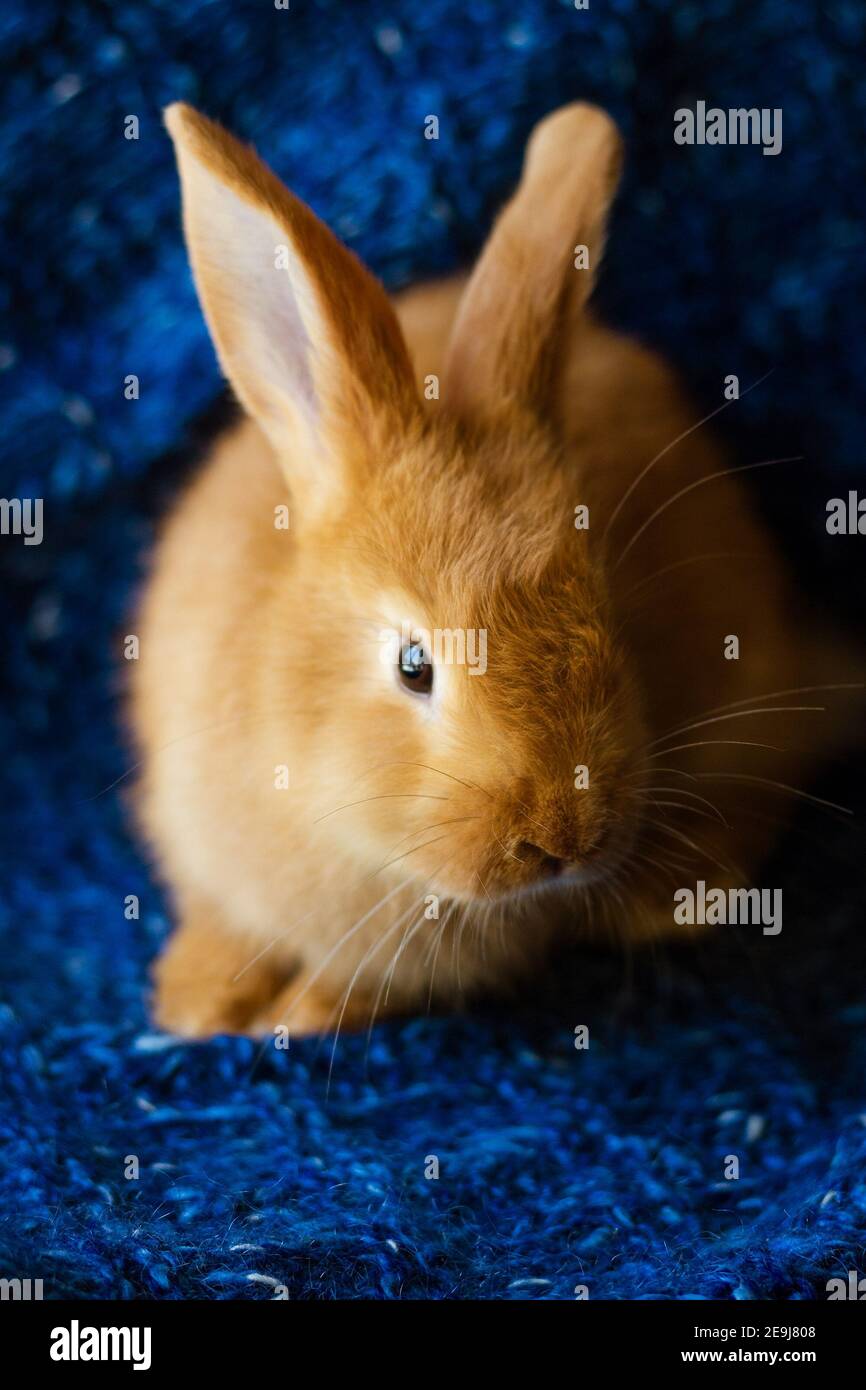 cute fluffy ginger bunny on blue soft background Stock Photo - Alamy