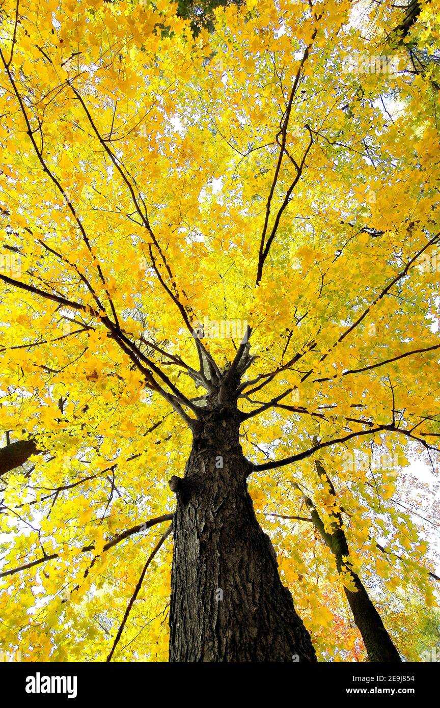 Scenic fall colors near Elkhart Indiana IN Stock Photo - Alamy