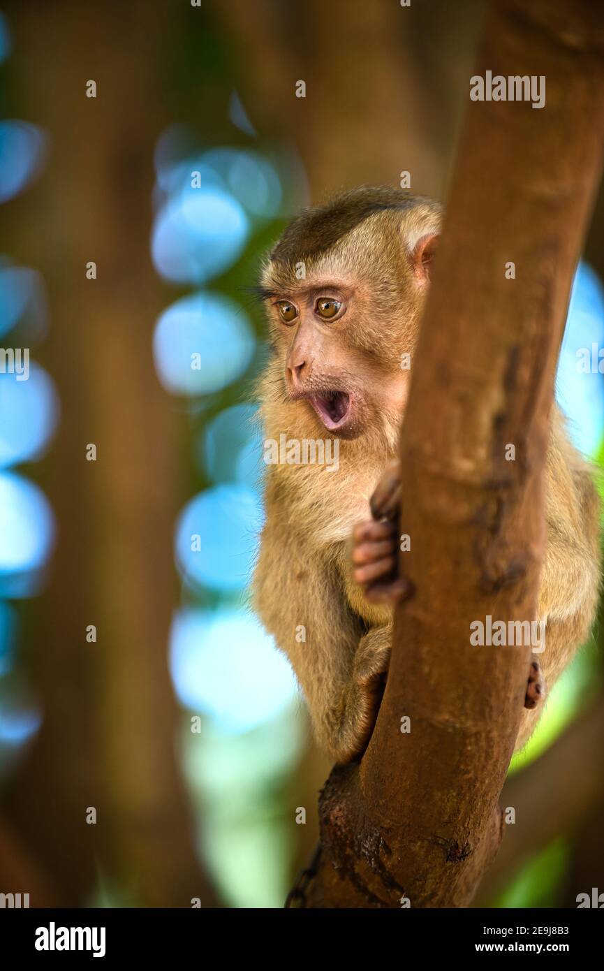 Little monkey with big monkey hi-res stock photography and images - Alamy