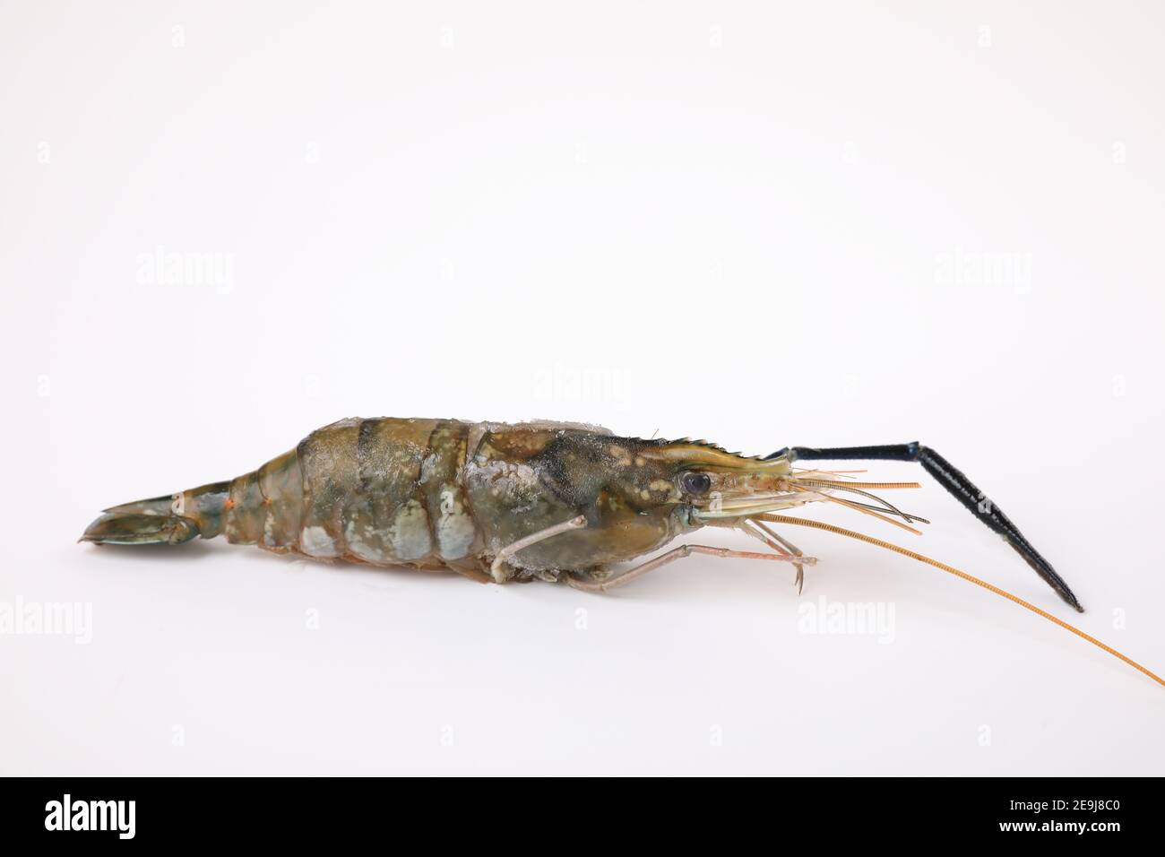 Raw prawn isolated in white baackground Stock Photo - Alamy