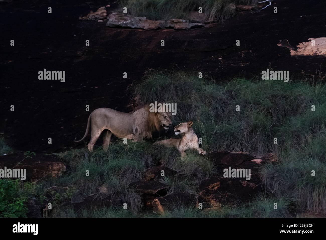 Kopje animals hi-res stock photography and images - Alamy