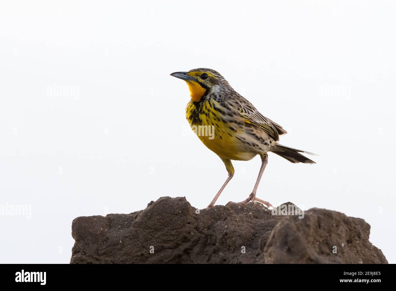 Pangani hi-res stock photography and images - Alamy