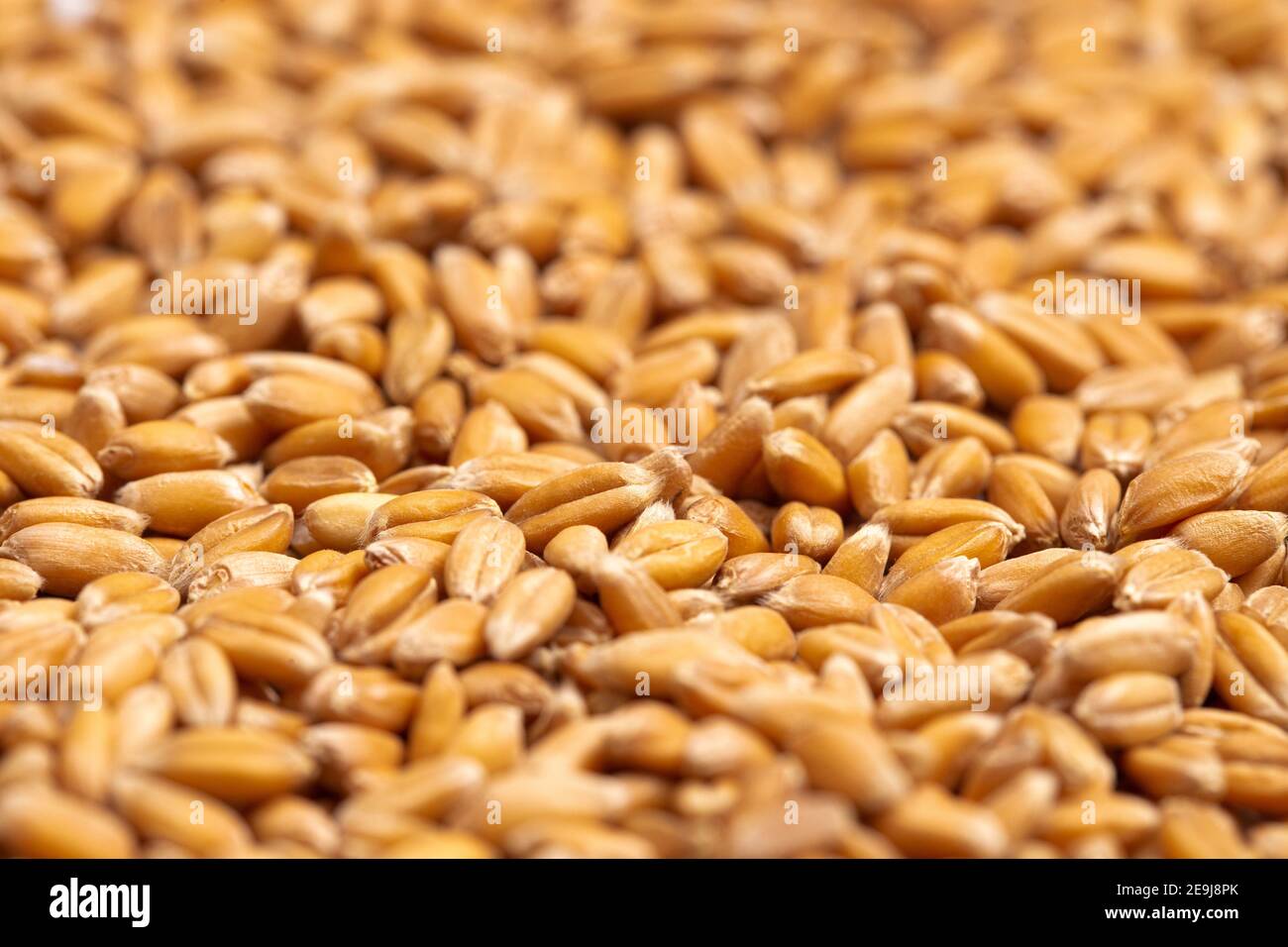 Spelt grain hi-res stock photography and images - Alamy