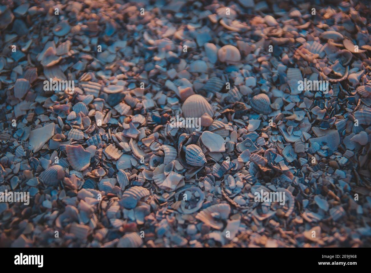 marine shells on the beach during sunset lights Stock Photo - Alamy