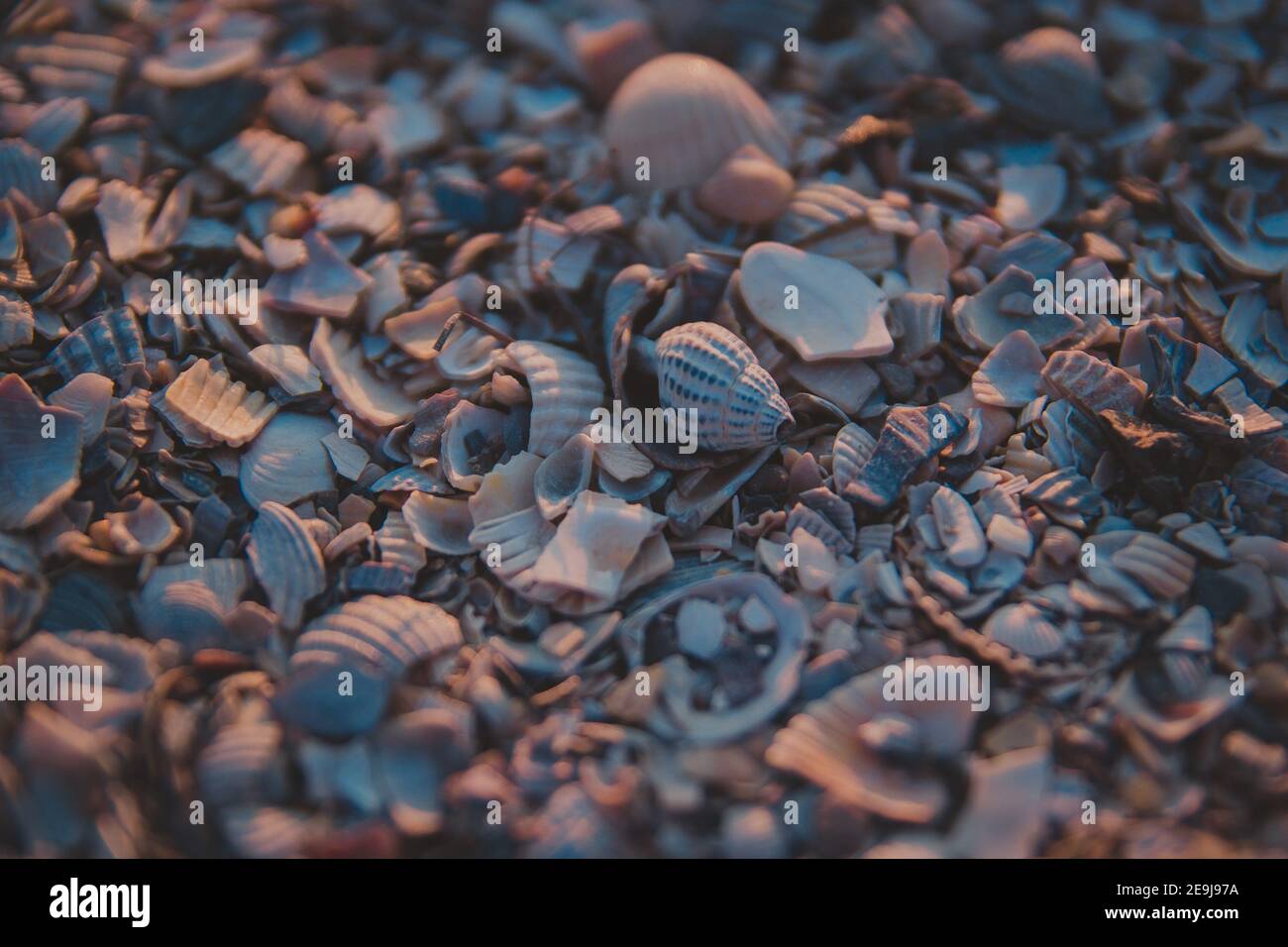 Close up marine shells on the beach during sunset lights Stock Photo ...