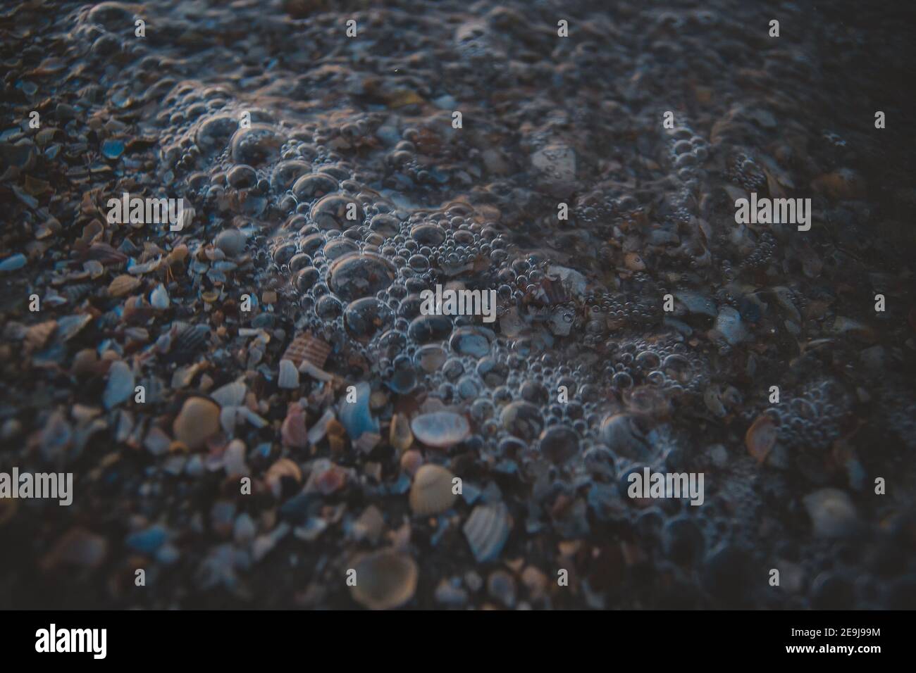 Sea small shells hi-res stock photography and images - Alamy