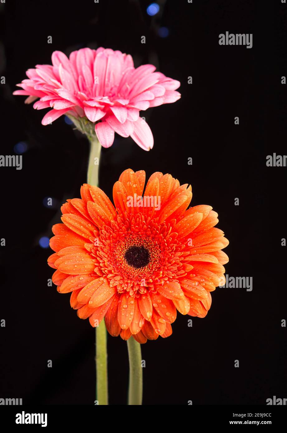 Gerbera with stem isolated on black background Stock Photo - Alamy