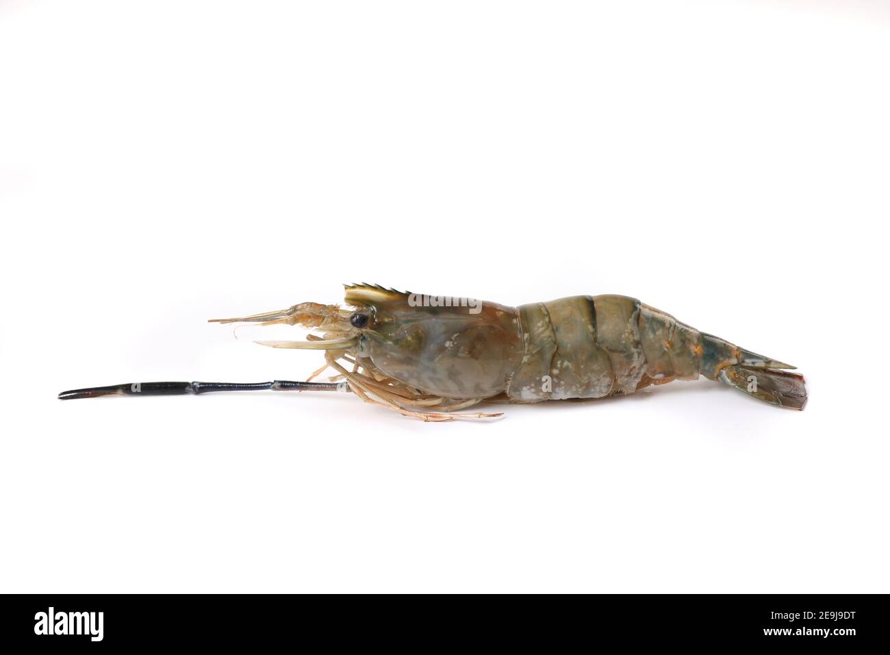 Raw prawn isolated in white baackground Stock Photo - Alamy