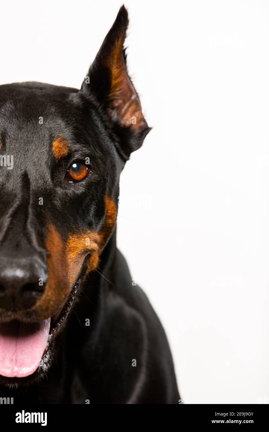 Adult female Doberman Pinscher Stock Photo - Alamy