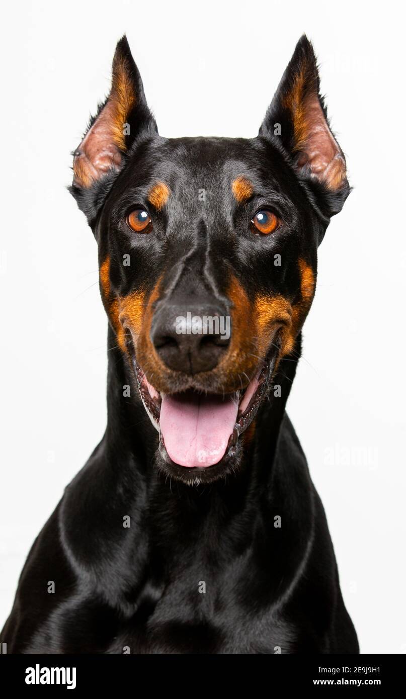 Adult female Doberman Pinscher Stock Photo - Alamy