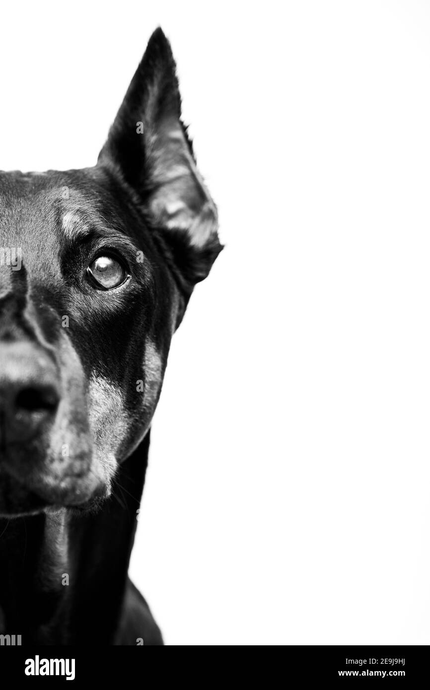 Pinscher dog on black Black and White Stock Photos & Images - Alamy