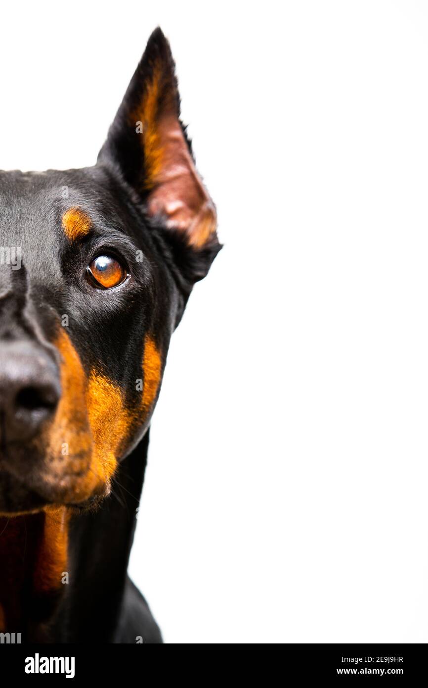 Adult female Doberman Pinscher Stock Photo - Alamy