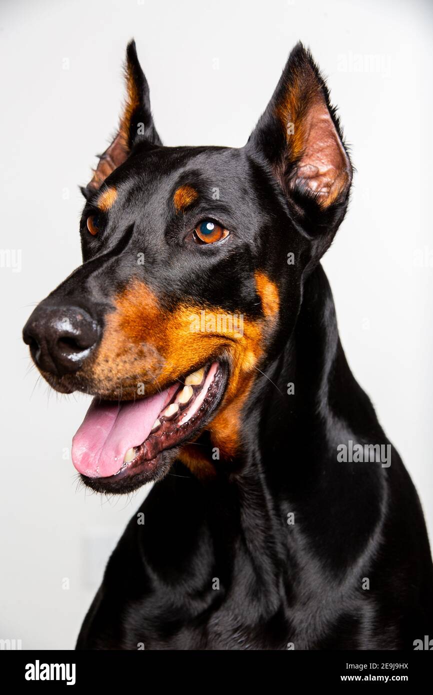 Adult female Doberman Pinscher Stock Photo - Alamy