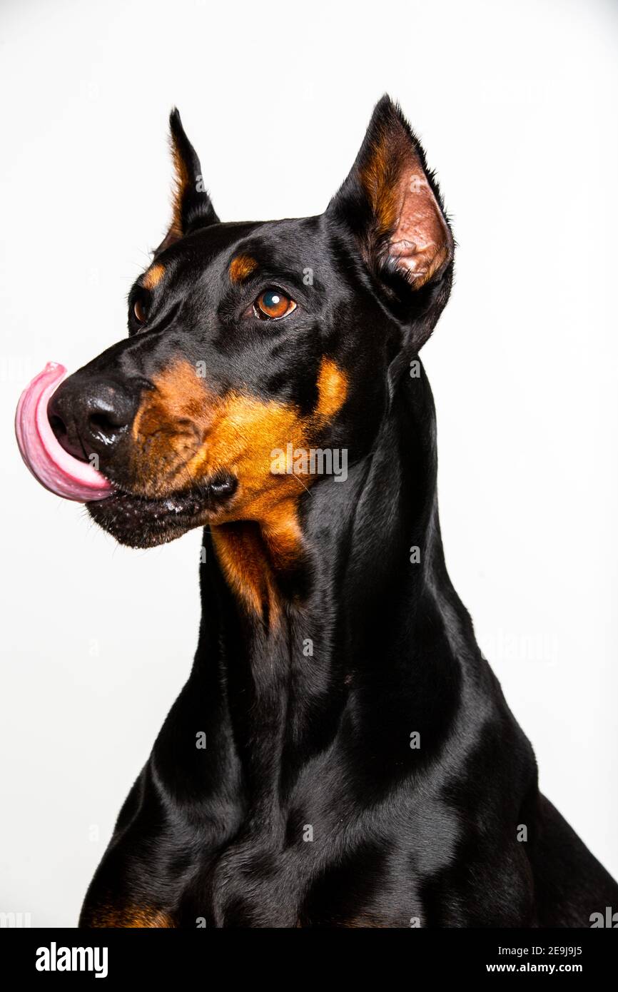 Adult female Doberman Pinscher Stock Photo - Alamy