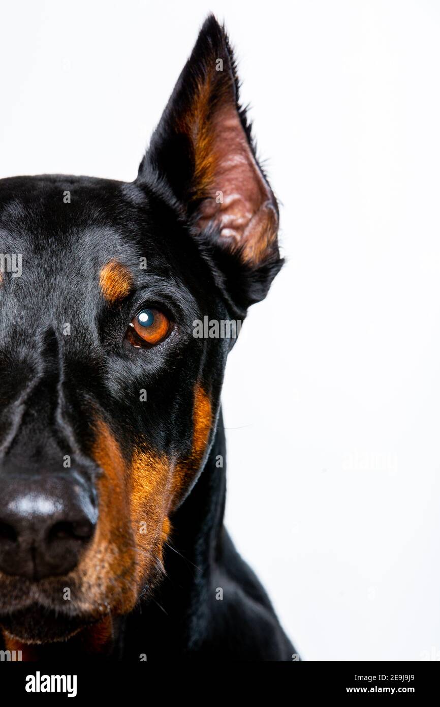 Adult female Doberman Pinscher Stock Photo - Alamy
