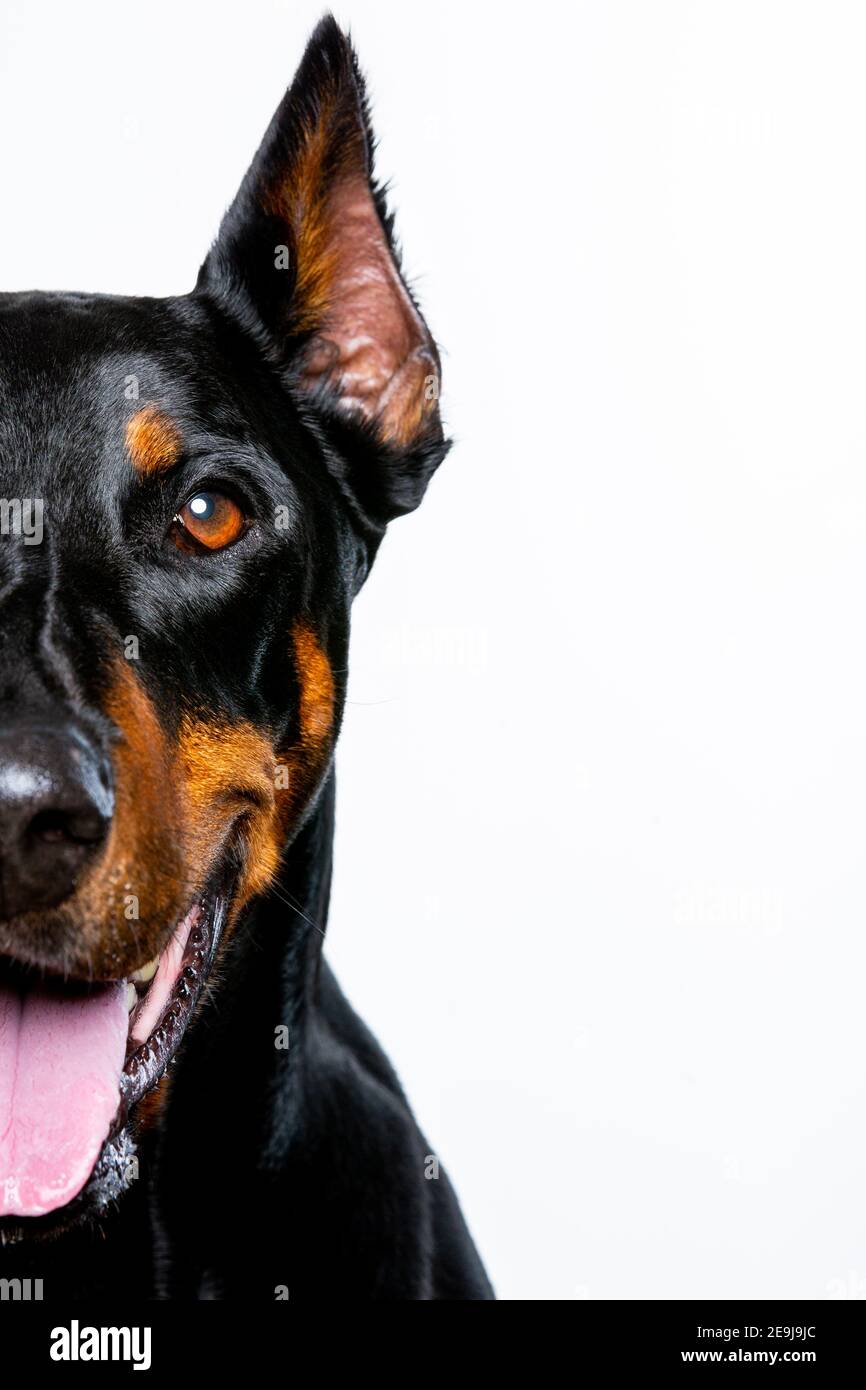 Adult female Doberman Pinscher Stock Photo - Alamy