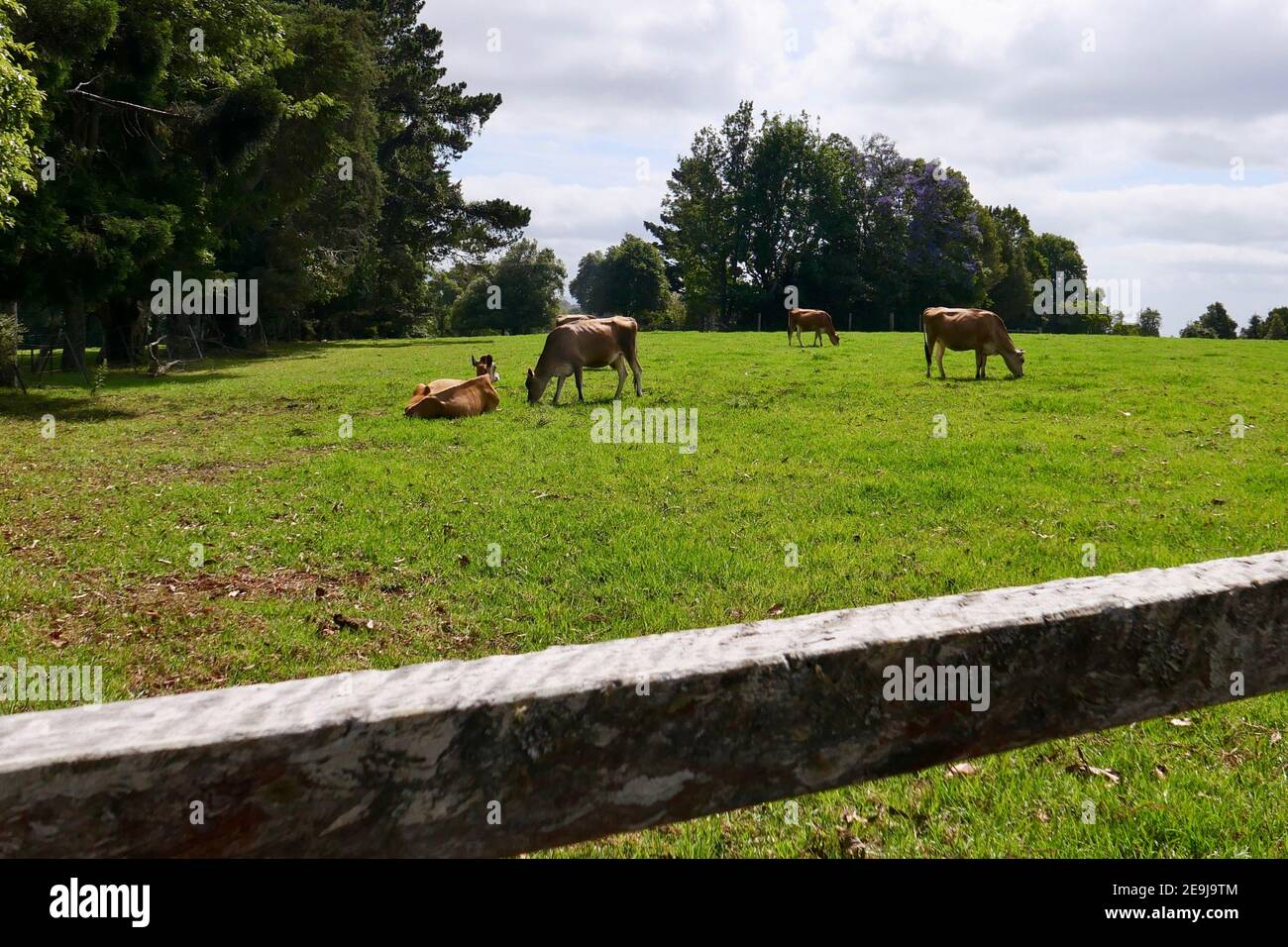 Grazing and beautiful scenery hi-res stock photography and images - Alamy